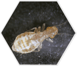 Booklice - Hydrex Pest Control